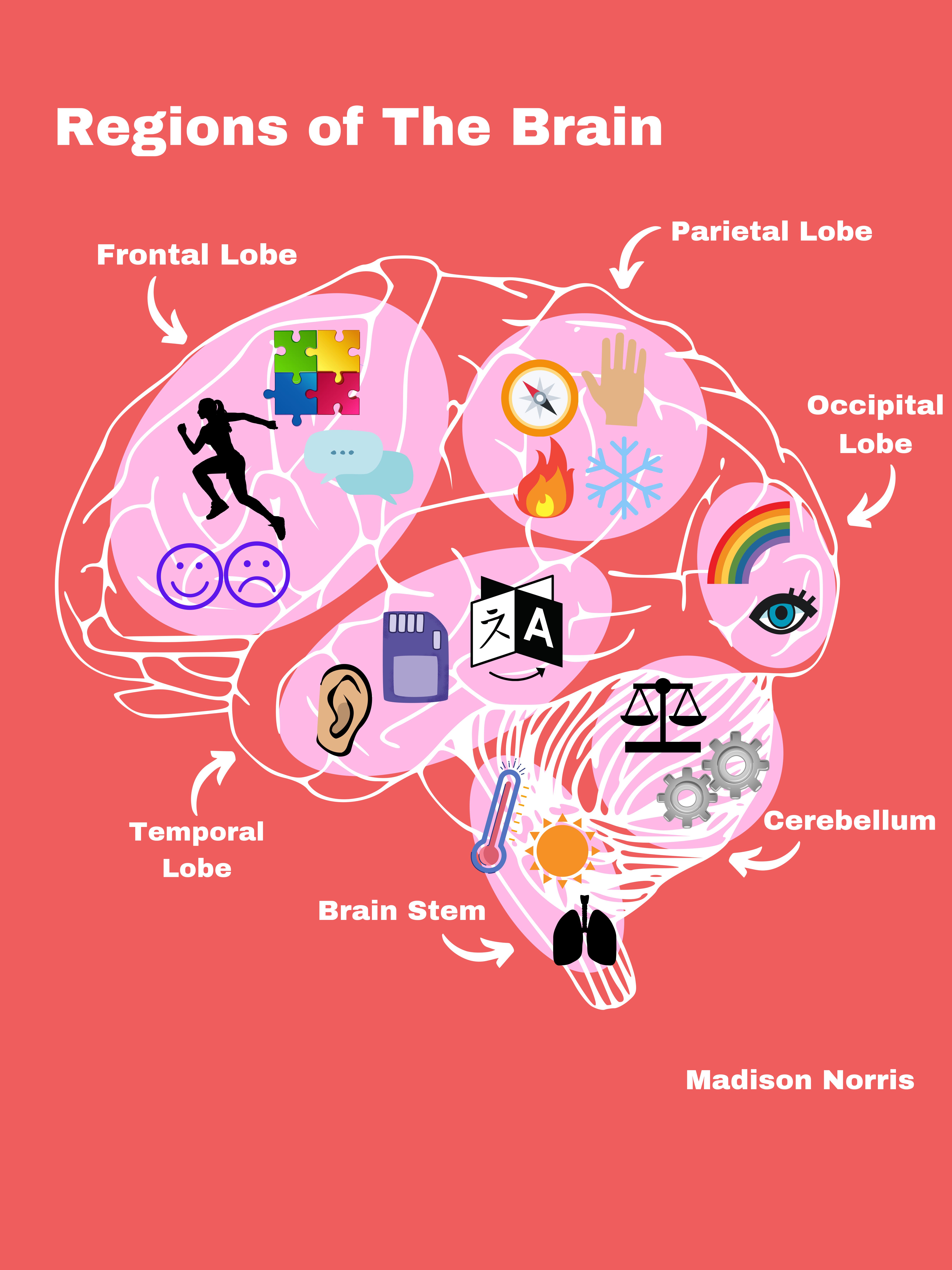 Regions of the Brain – McMaster Brain Research Society