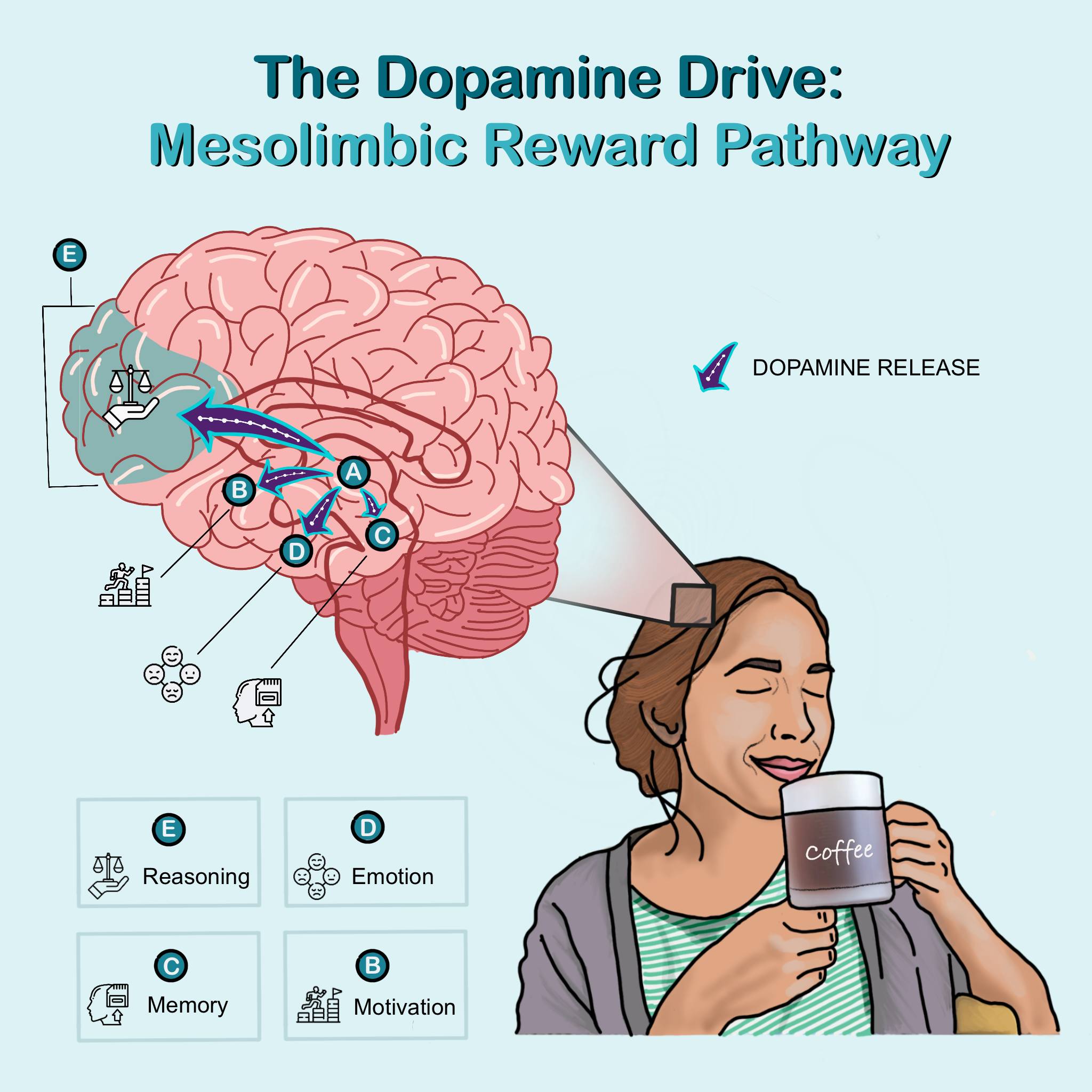 The dopamine drive: Mesolimbic reward pathway – McMaster Brain Research ...